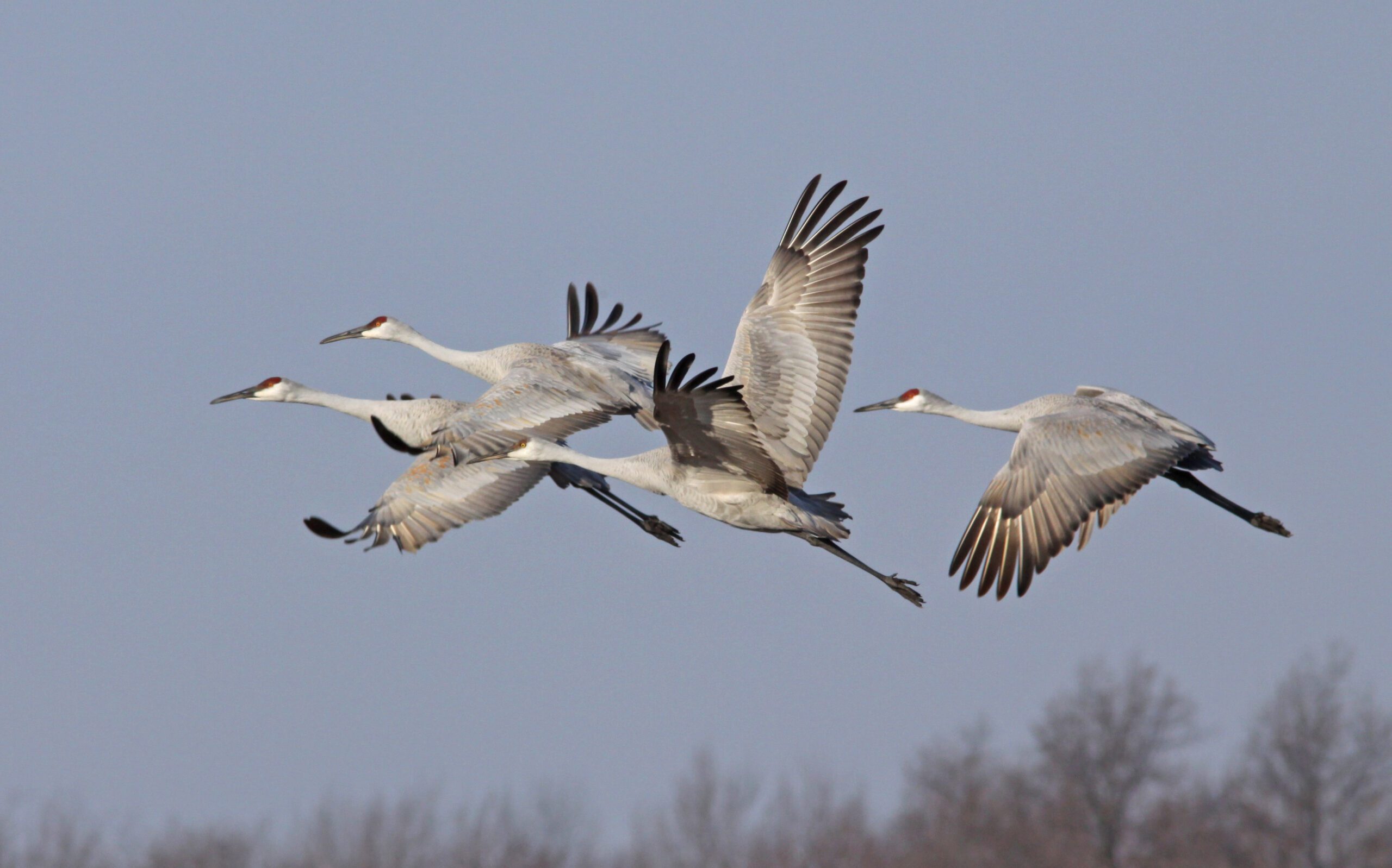 SELF-GUIDED FALL COLOR AND SANDHILL CRANE TOUR | Chelsea Michigan ...