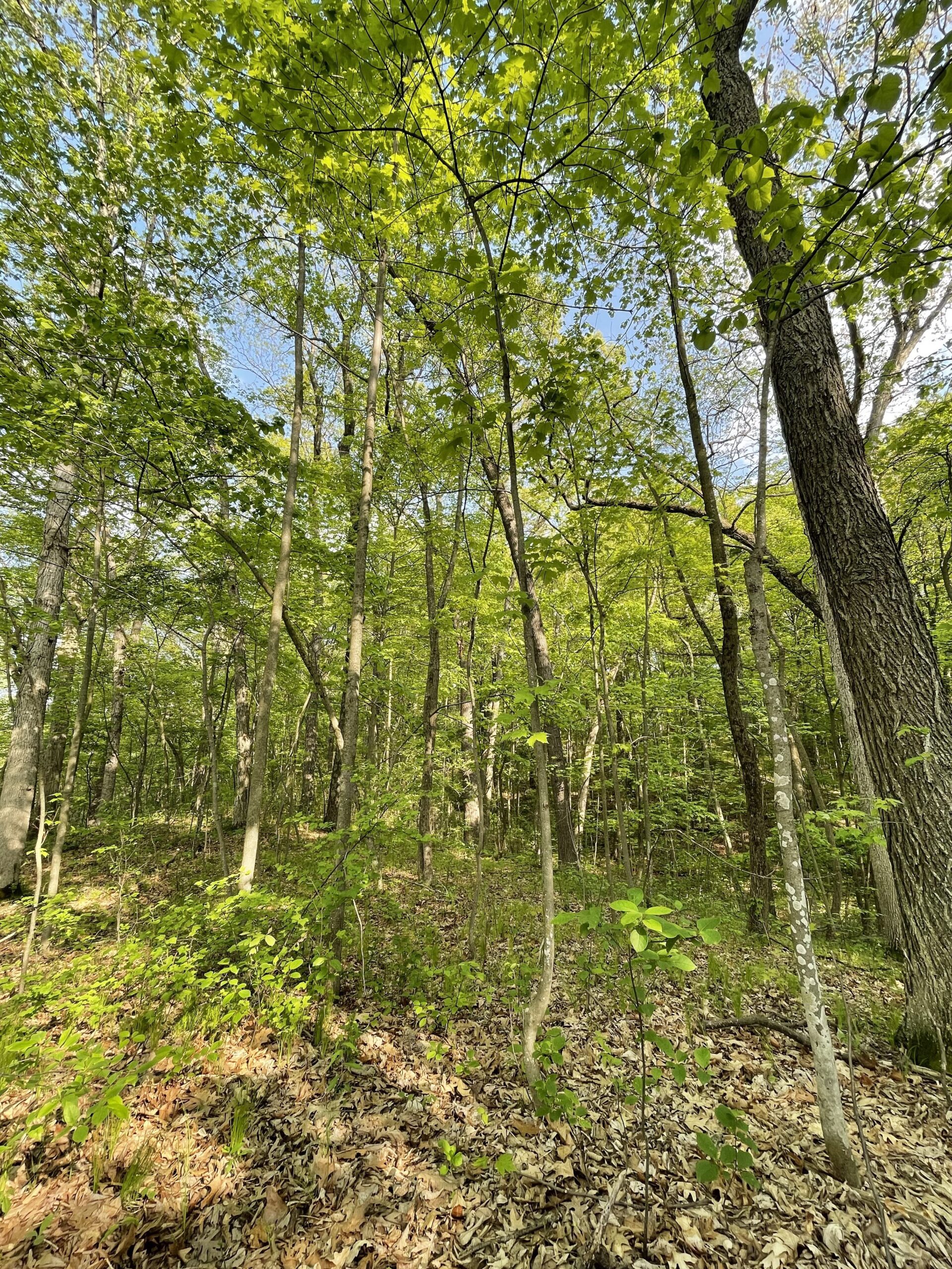 Forest Bathing at Michigan Friends Center forest | Chelsea Michigan ...